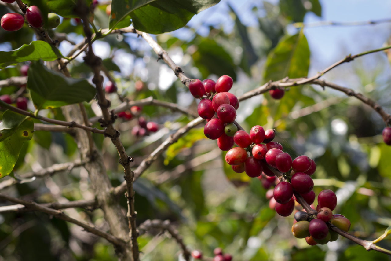 5 cosas que no sabías sobre el cafeto - Dale!Café GT