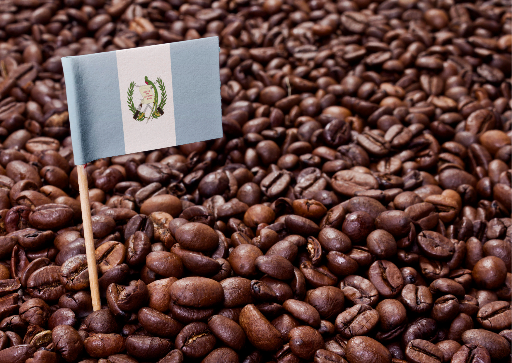 El café Guatemalteco, un tesoro nacional - Dale!Café GT