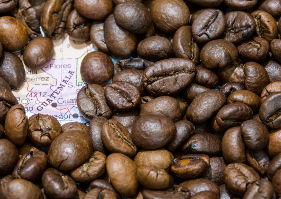 El café Guatemalteco, un tesoro nacional - Dale!Café GT